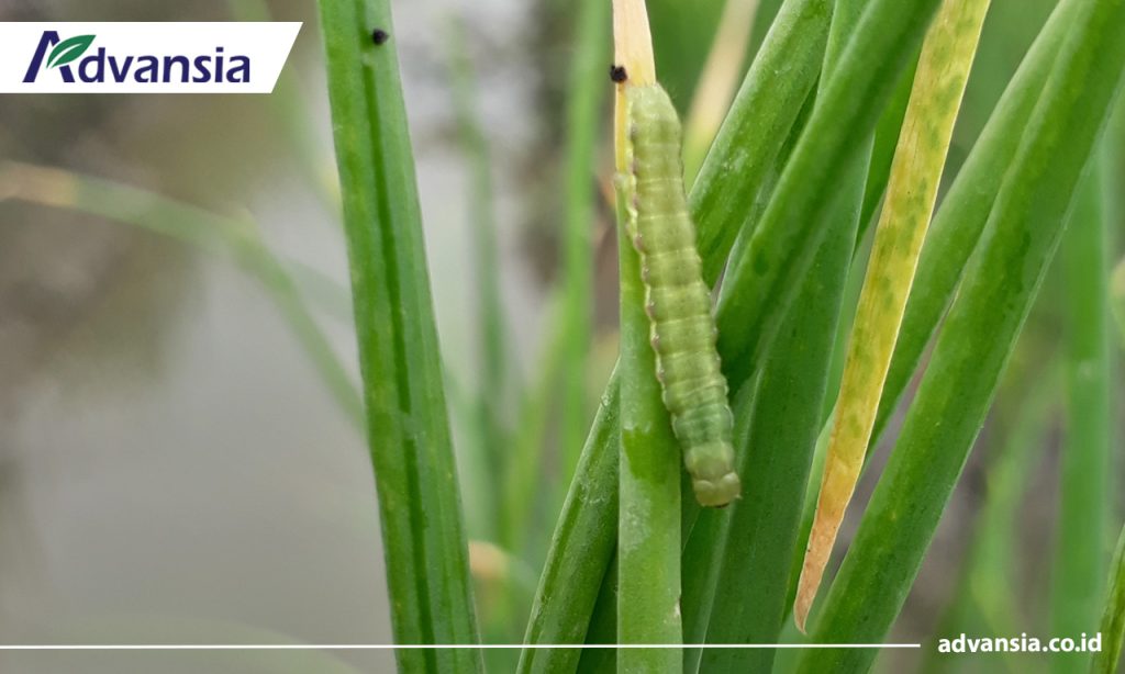 Mengatasi Kekebalan Ulat Grayak Pada Tanaman Bawang Merah – PT ...